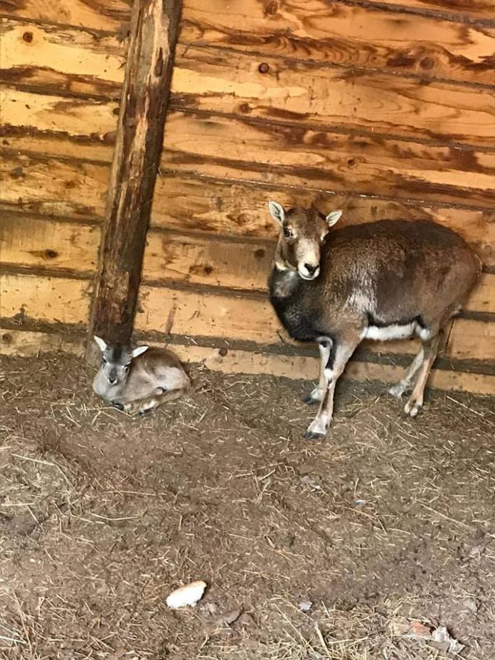 Pui de muflon, la Grădina Zoologică