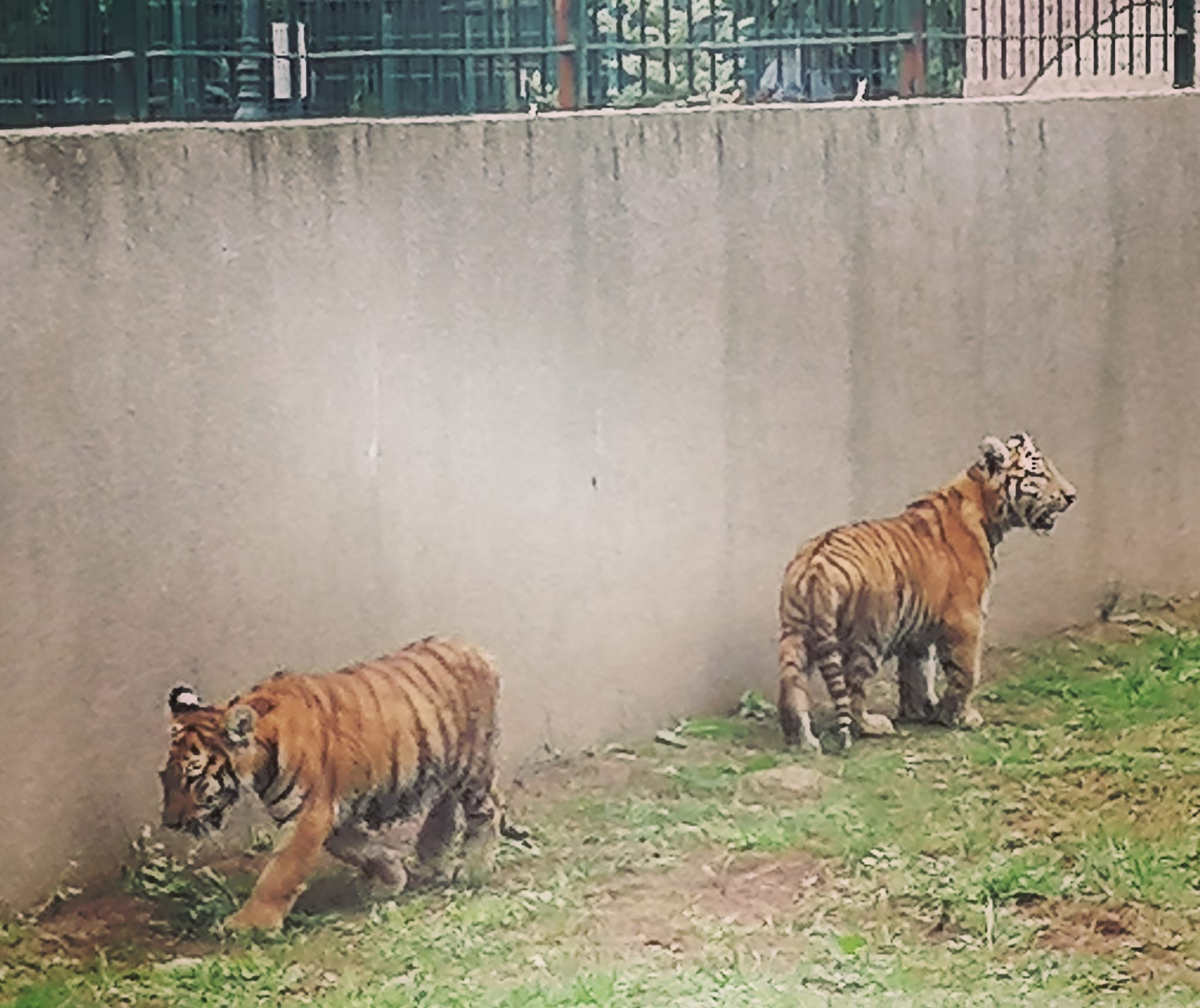 Noi surprize la Grădina Zoologică din Craiova!