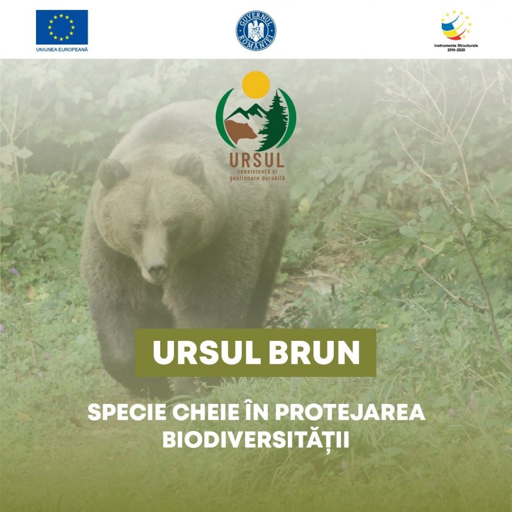 Campanie media de informare și conștientizare cu privire la ursul brun ...